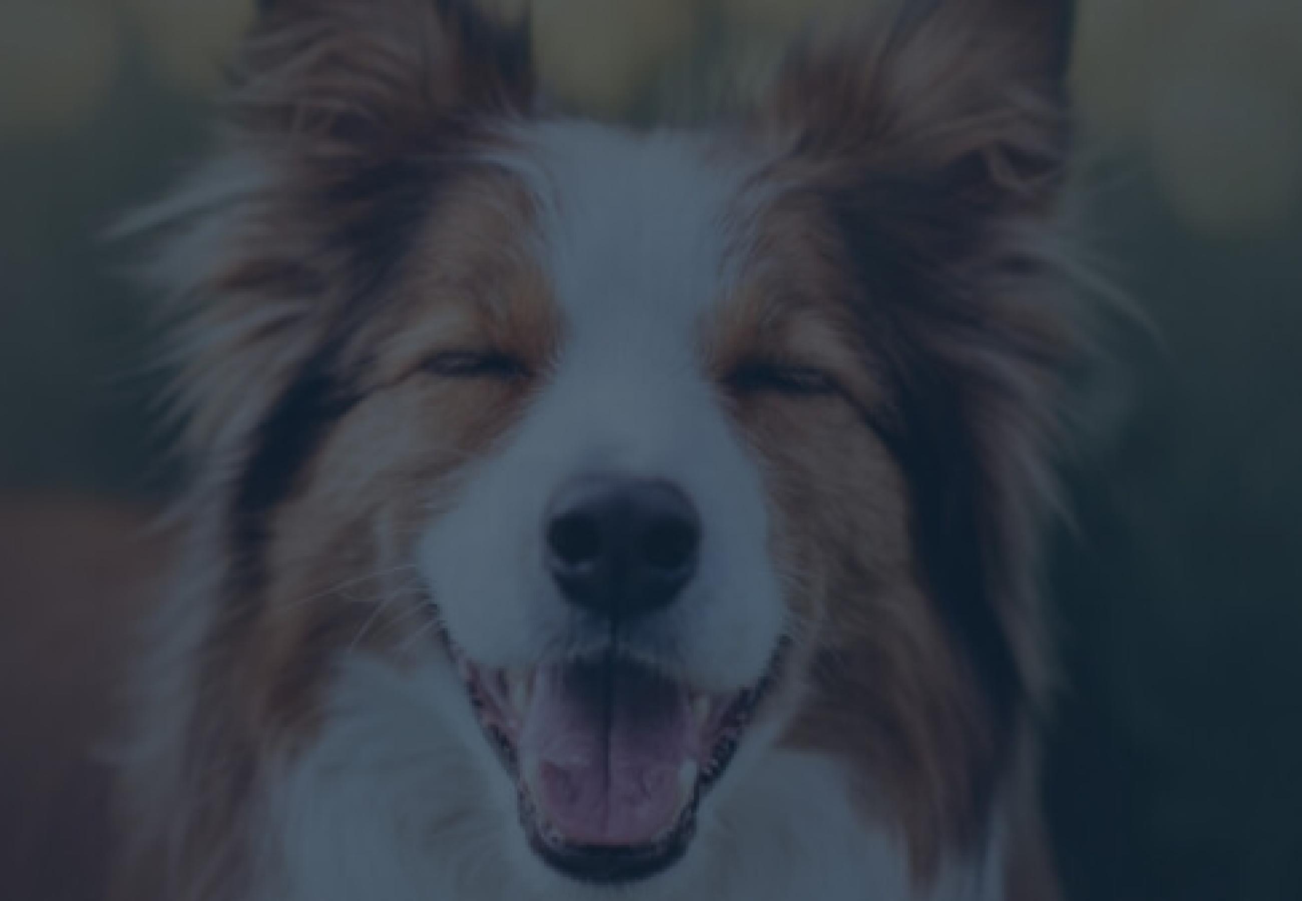 Tresaderm Portfolio | Boehringer Ingelheim Animal Health